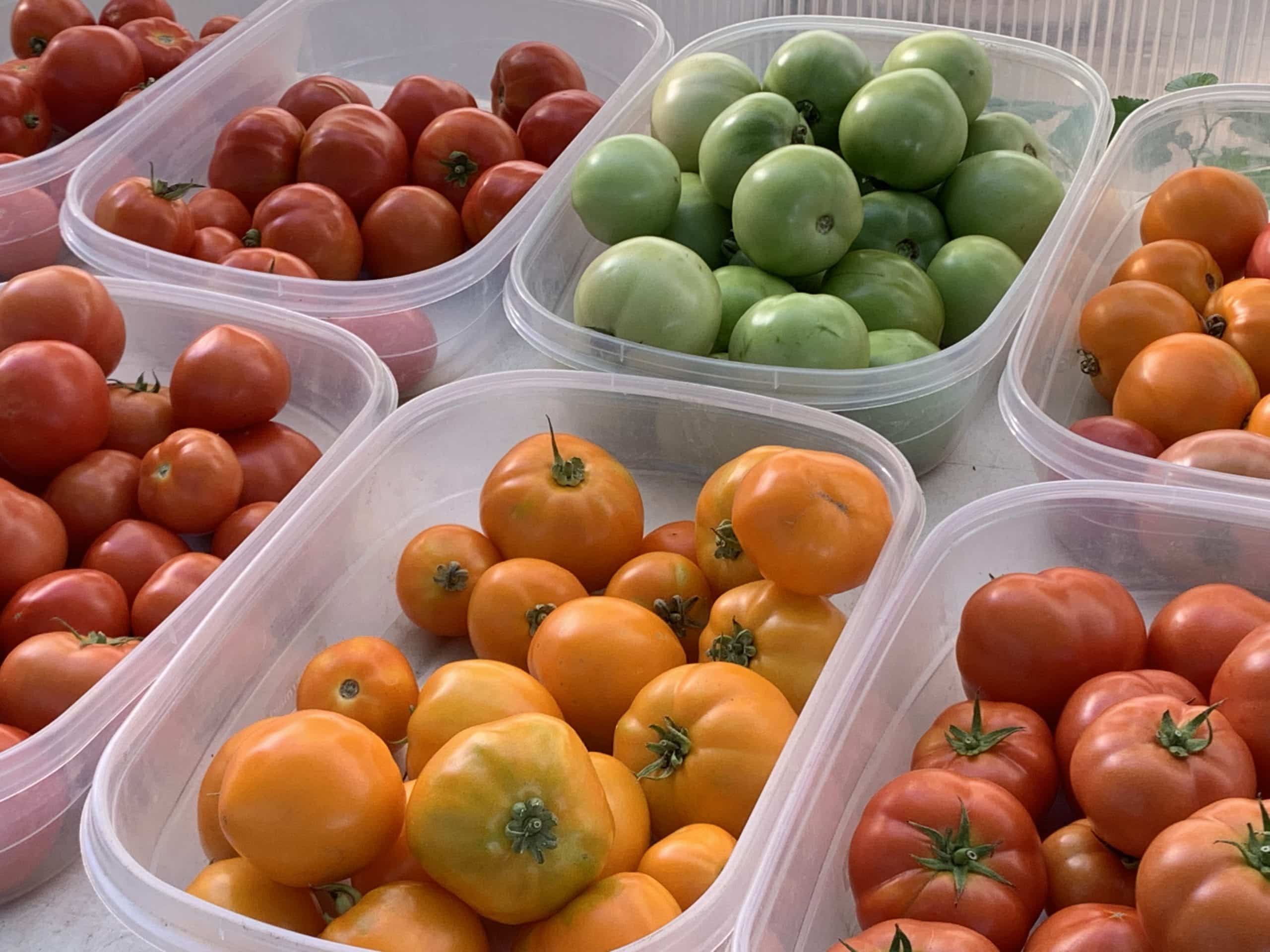 Good Earth Urban Farm grows community roots on Madison – The Land