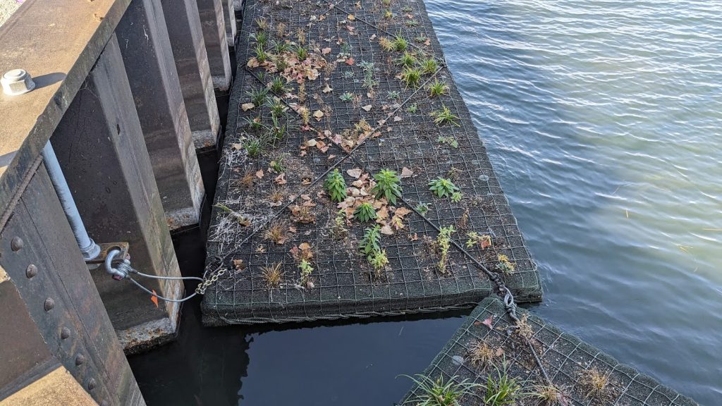 Floating wetlands enhance the lakefront at Gordon Park as part of the ...