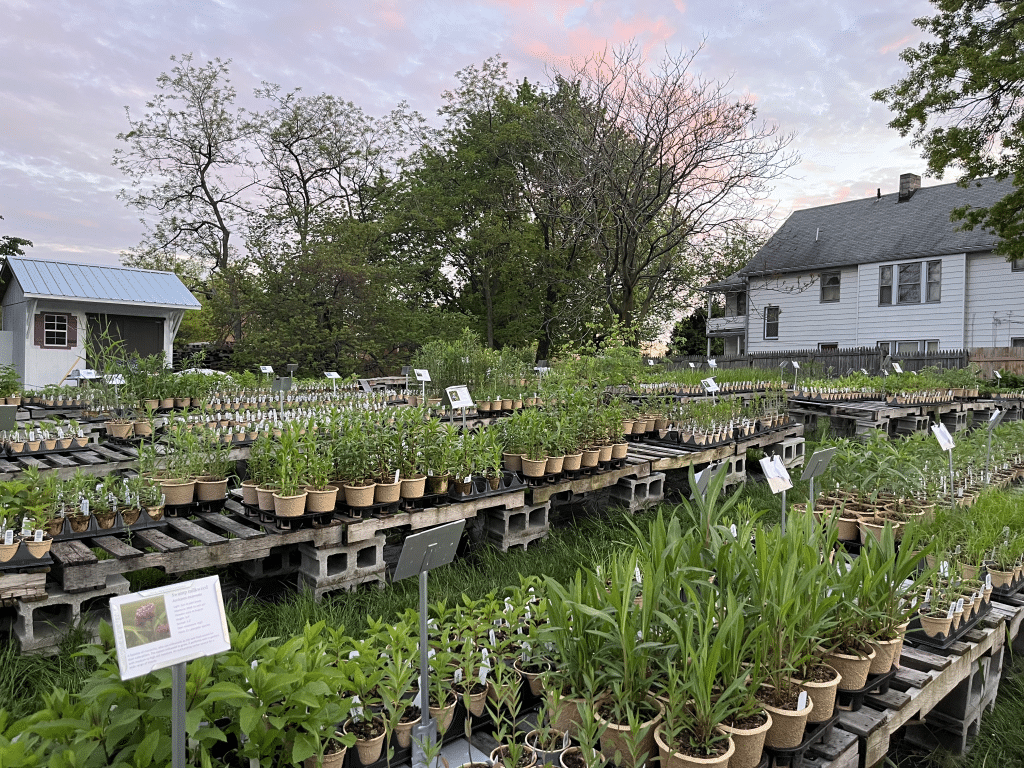 Cleveland plant nursery set to bring native life to vacant lot in ...